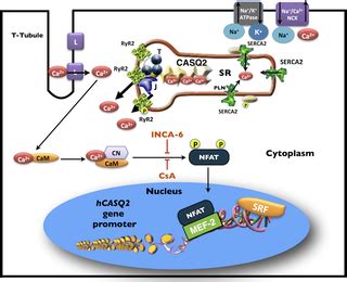 The Cardiac Calsequestrin Gene Transcription Is Modulated At The