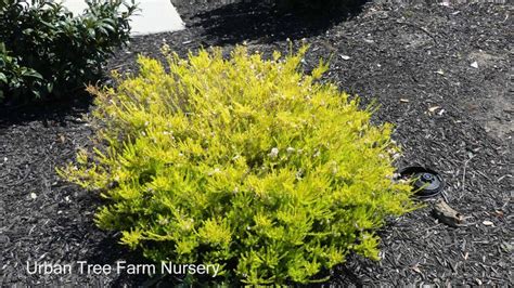 Coleonema Pulchrum Sunset Gold Urban Tree Farm Nursery
