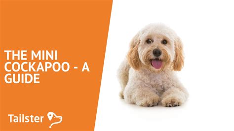 The Mini Cockapoo A Guide