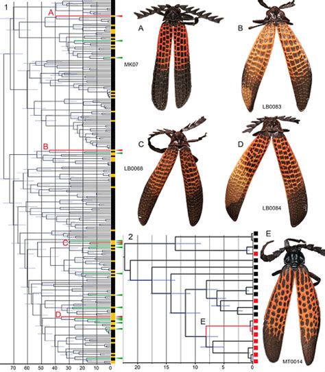 Evolution Of Aposematic Patterns In Large Müllerian Mimetic Systems