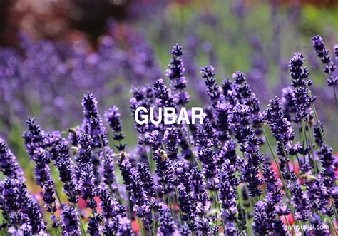 Arti Kata Gubar Kamus Besar Bahasa Indonesia Kbbi