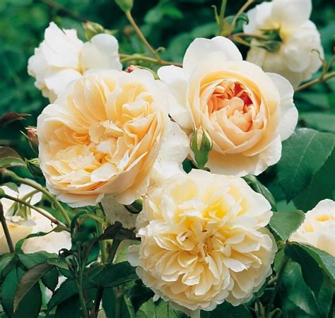 Seven Classifications Of Rose Varieties Imedia