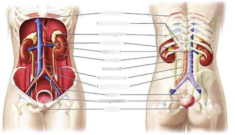 Urinary System Organs Key Terms And Definitions For Biology Flashcards