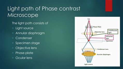 Phase Contrast Microscopy And Differential Interference Contrast Microscopy Dicpptx