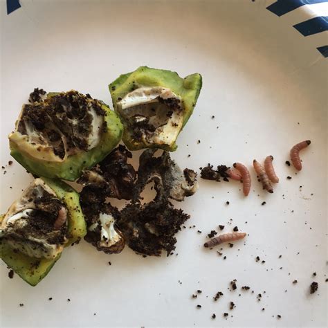 Navel Orangeworm In Walnuts 2017 Stay Alert