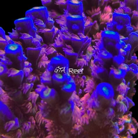 Ska Jackpot Acropora Premium Sps Coral For Sale Gta Reef Inc
