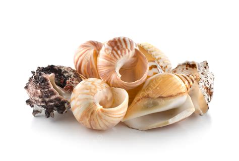 Sea Shells Photography Isolated On White Shell Photo Background And