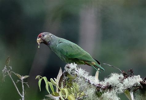 Birdseye Photography Review Photos