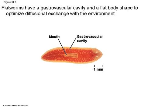 Campbell Biology In Focus Urry Cain Wasserman Minorsky