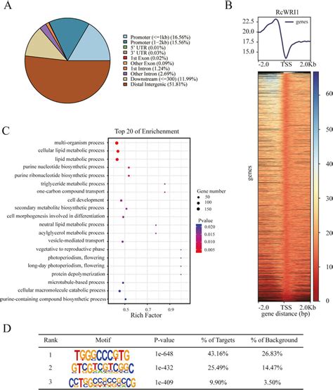 Dap Seq Analysis Of Rcwri1 In Castor Bean Genome A Relative