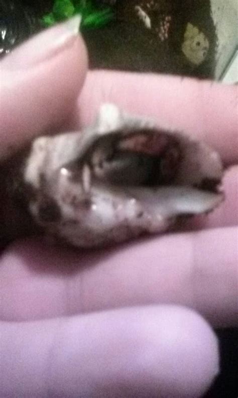 Can Some One Tell Me Eccie Or Pp Or Other Hca Hermit Crab Association