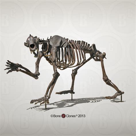 Short Faced Bear Articulated Quadruped Skeleton Bone Clones