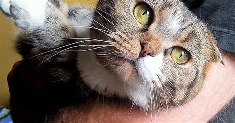 My Cat Being Held By My Dad I Just Think It Is An All Around Good Picture Imgur