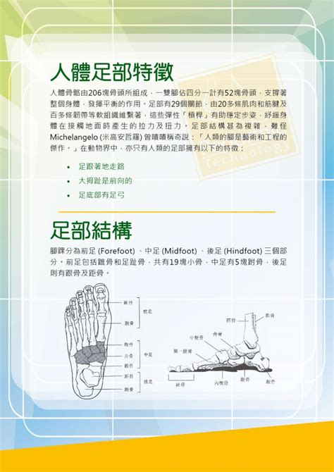 足部結構 Hong Kong Pedorthic Association