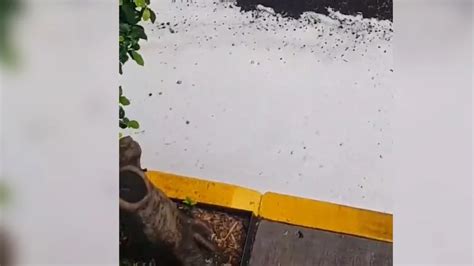 Qué Es La Lluvia ácida Preocupan A Capitalinos Precipitaciones Durante Contingencia Infobae