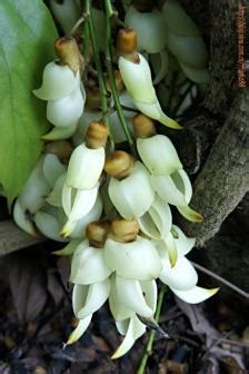 白花油麻藤（豆科黎豆属植物）百度百科