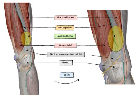Florian Gaubert Ostéopathie Et Syndrome De Compression Du Nerf Saphène