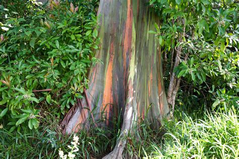 Rainbow Eucalyptus Tree Care Guide