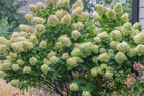 Why Is My Hydrangea Wilting Causes And Solutions