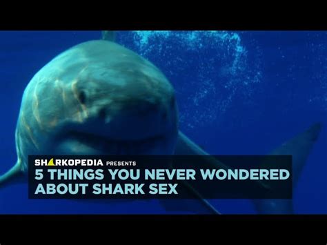 Sxe Shark Memes