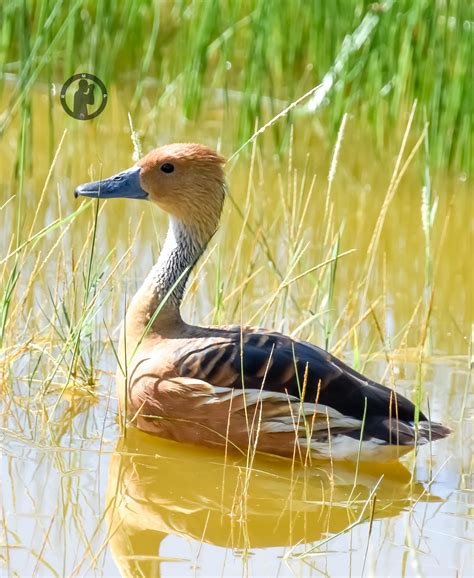 Fulvous Whistling Duck Dendrocygna Bicolor Amboseli National Park