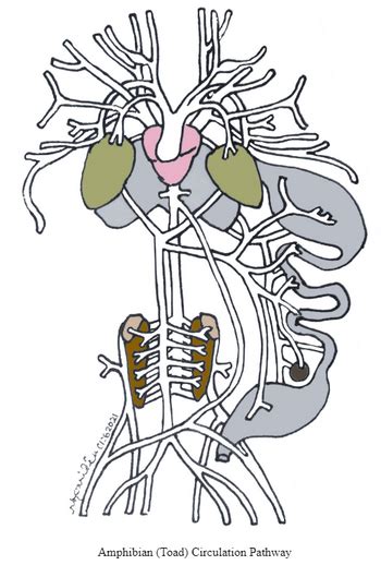 Answered 129 12 M Surina Amphibian Toad Circulation Pathway Bartleby