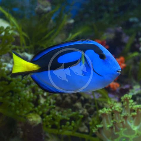 Powder Blue Tang And Hippo Tang At Hayden Ness Blog