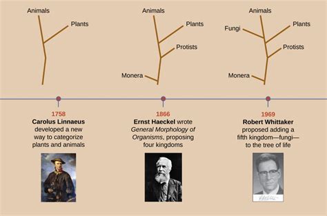 The Evolution Of Biological Classification A Timeline Of The Tree Of