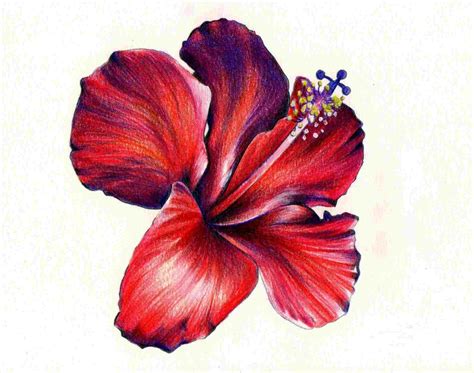 Colored Pencil Flower Drawings Free Download On Clipartmag