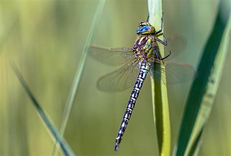 Imágenes De Libélulas Azules Imágenes De Libélulas Azules Libres
