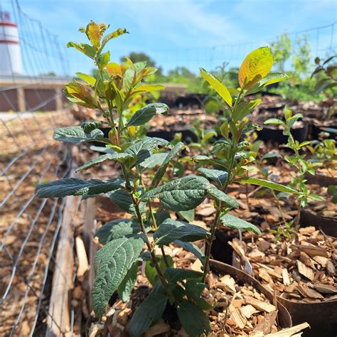 Bebb Willow Native Legacy Tree And Perennial Nursery Llc