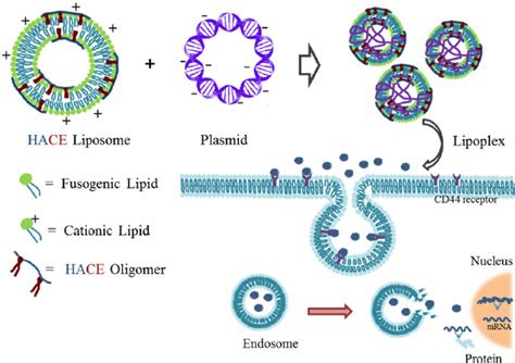 Schematic Representation Of The Hace Liposome Lipoplex Preparation