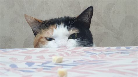 Cat Ready Wait Free Photo On Pixabay Pixabay