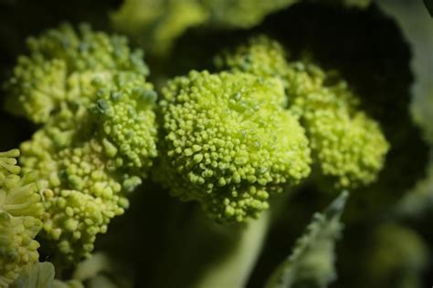 Premium Photo Fresh Green Brocolly Photographed With A Macro Lens