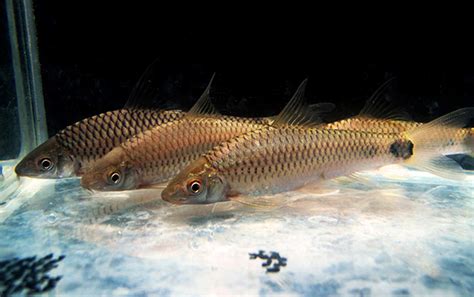 The Reticulated Flying Fox An Underappreciated Algae Eater From