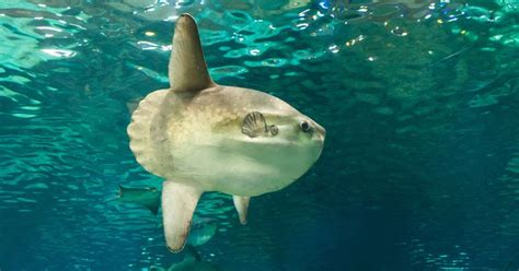 How A Japanese Aquarium Ensured The Happiness Of A Lonely Sunfish