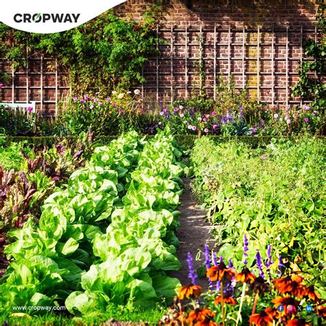 Crop Diversification Building Resilience And A Sustainable Future