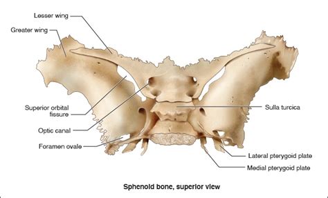 Sphenoid Bone Head And Neck Anatomy Part I Bony Structures
