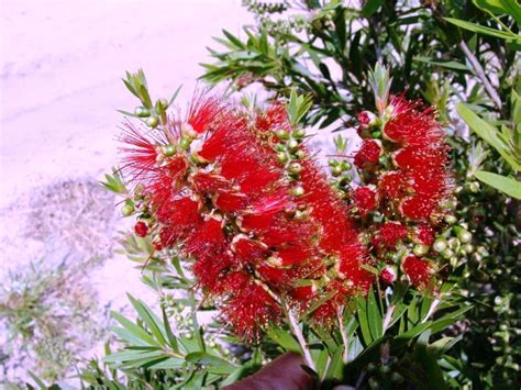 Callistemon Viminalis Macarthur Pbr Wholesale Nursery Nurseries In