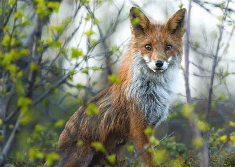 Norwegian Fjords And Wildlife Photography Tour From Abisko Manawa