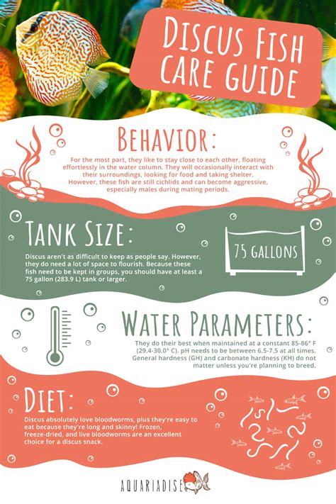 Discus Fish Symphysodon Spp A Complete Care Guide