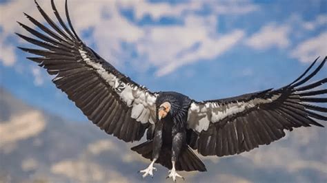 California Condor Environment News Service Ens