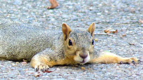 What Is Splooting The Us Sun