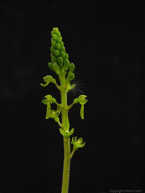 Free Images Leaf Flower Green Botany Yellow Flora Orchid Common Macro Photography