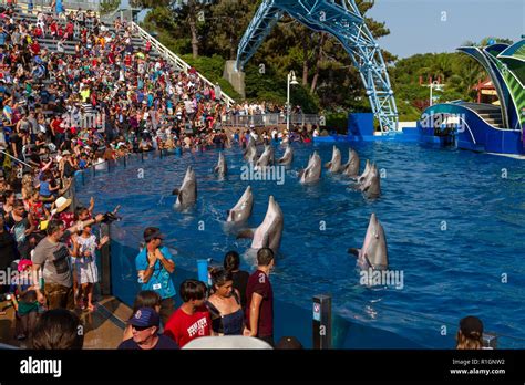 Many Dolphins Standing Up During The Dolphin Days Show Seaworld San