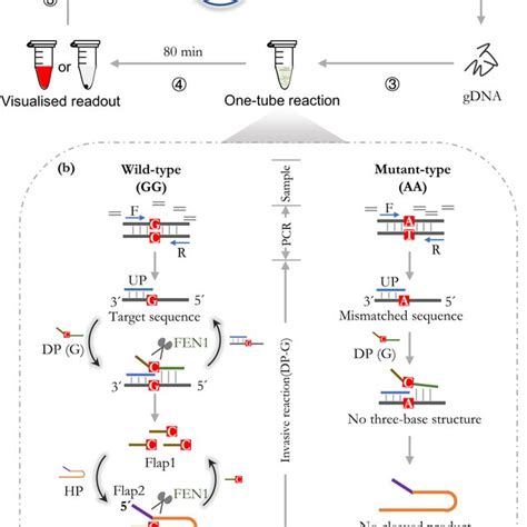 The Scheme Of Closed‐tube Visualised Genotyping Assay A Workflow Of