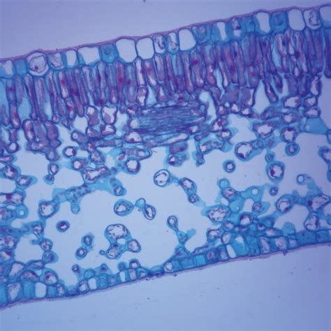 Slide Typical Monocot And Dicot Leaf Cs Each Vitta Scientific