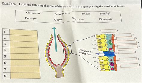 Part Three Label The Following Diagram Of The Cross Section Of A Sponge Using The Word Bank