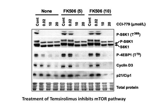 Temsirolimus Potent Mtor Inhibitor For Research Apexbio