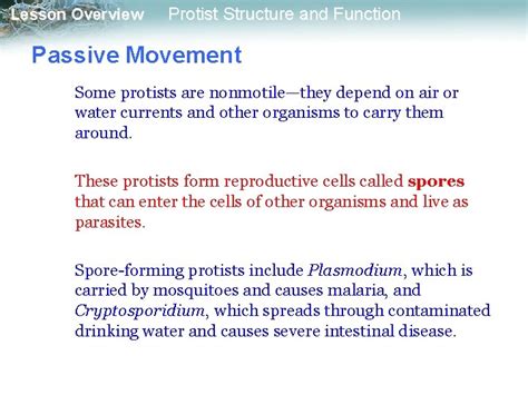 Lesson Overview Protist Structure And Function Lesson Overview